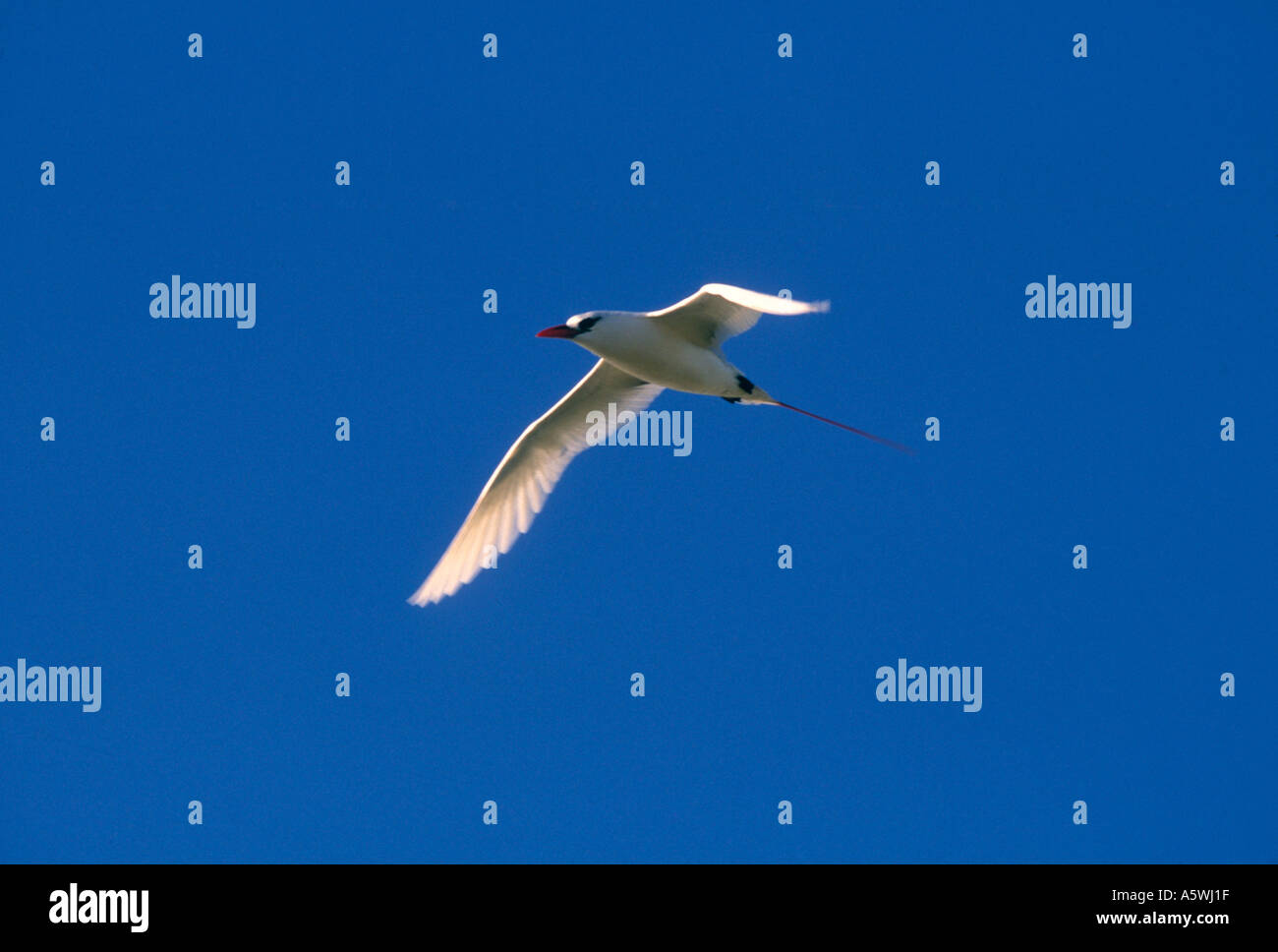 BTB-25A RED-TAILED TROPICBIRD RETURNING FROM SEA Stock Photo - Alamy