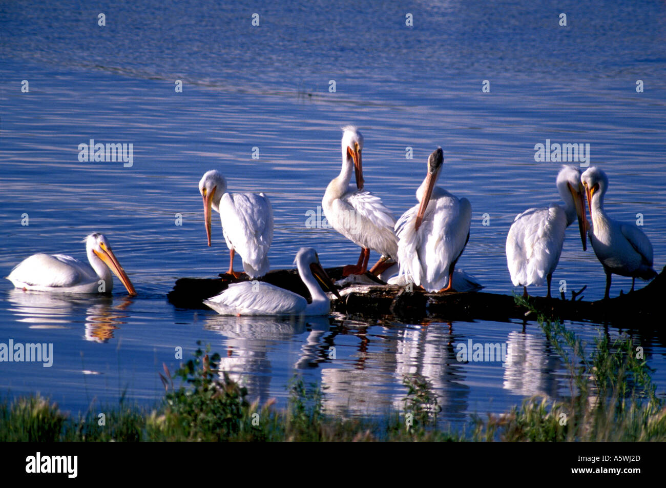 Seven Pelican High Resolution Stock Photography and Images - Alamy