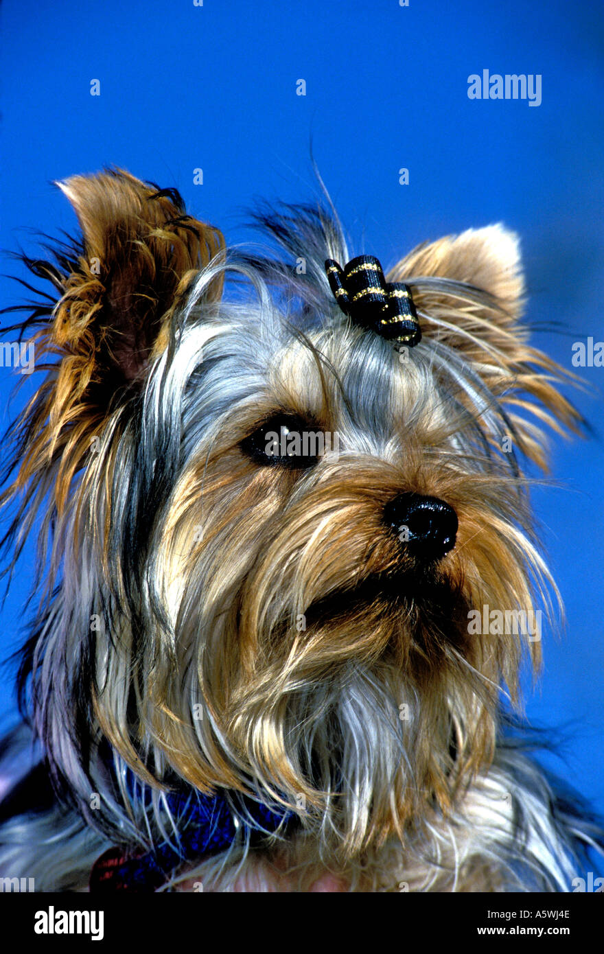 Yorhshire hi-res stock photography and images - Alamy