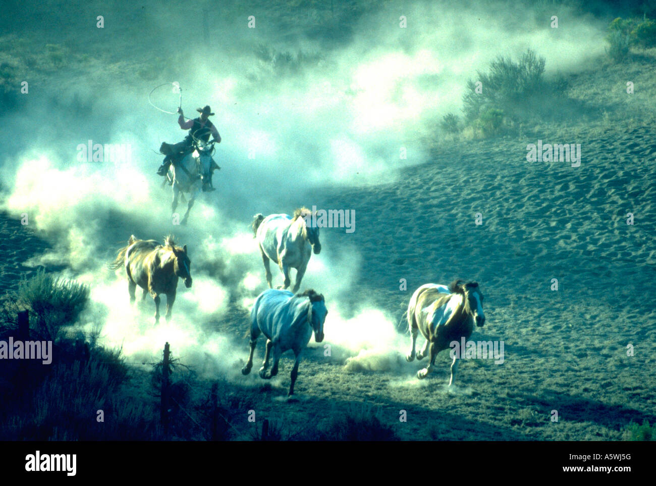Mustangs running hi-res stock photography and images - Alamy