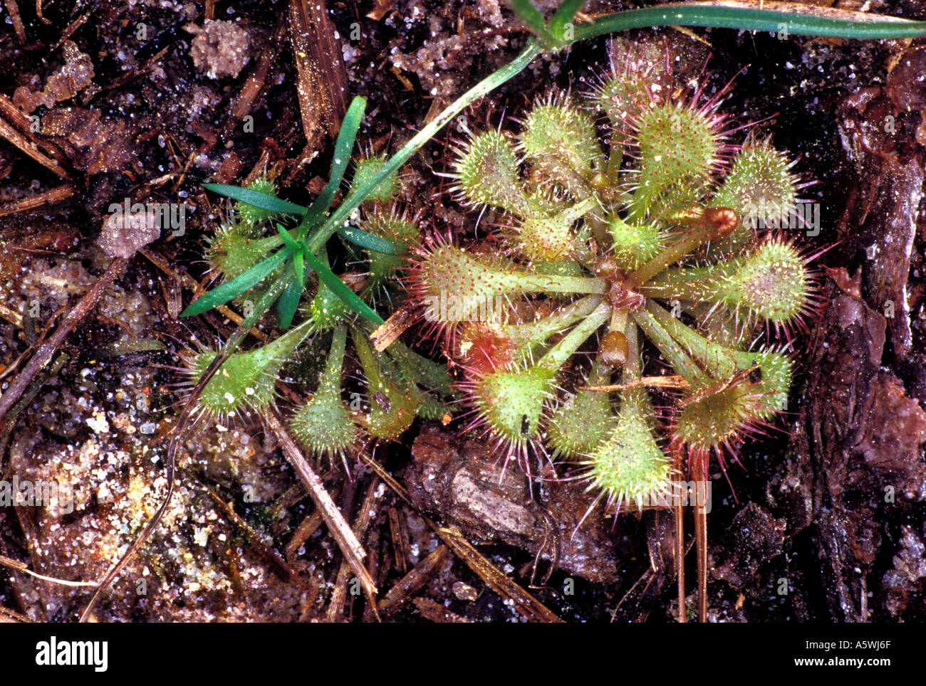 Sundew Insect Eating Plant High Resolution Stock Photography and Images ...