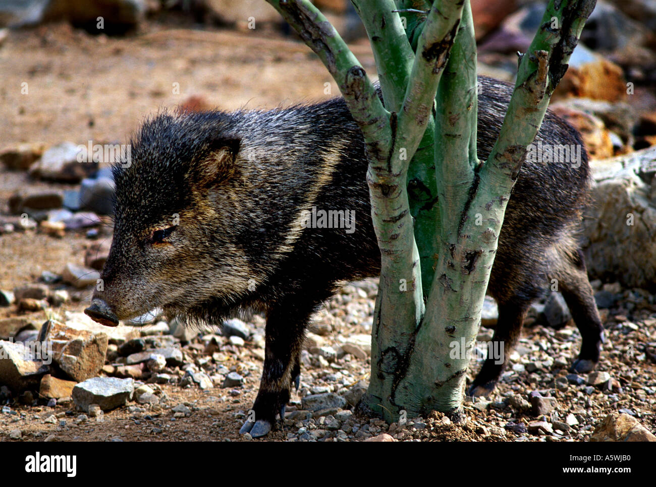 M-124 JAVELINA AND VERDEE TREE Stock Photo - Alamy
