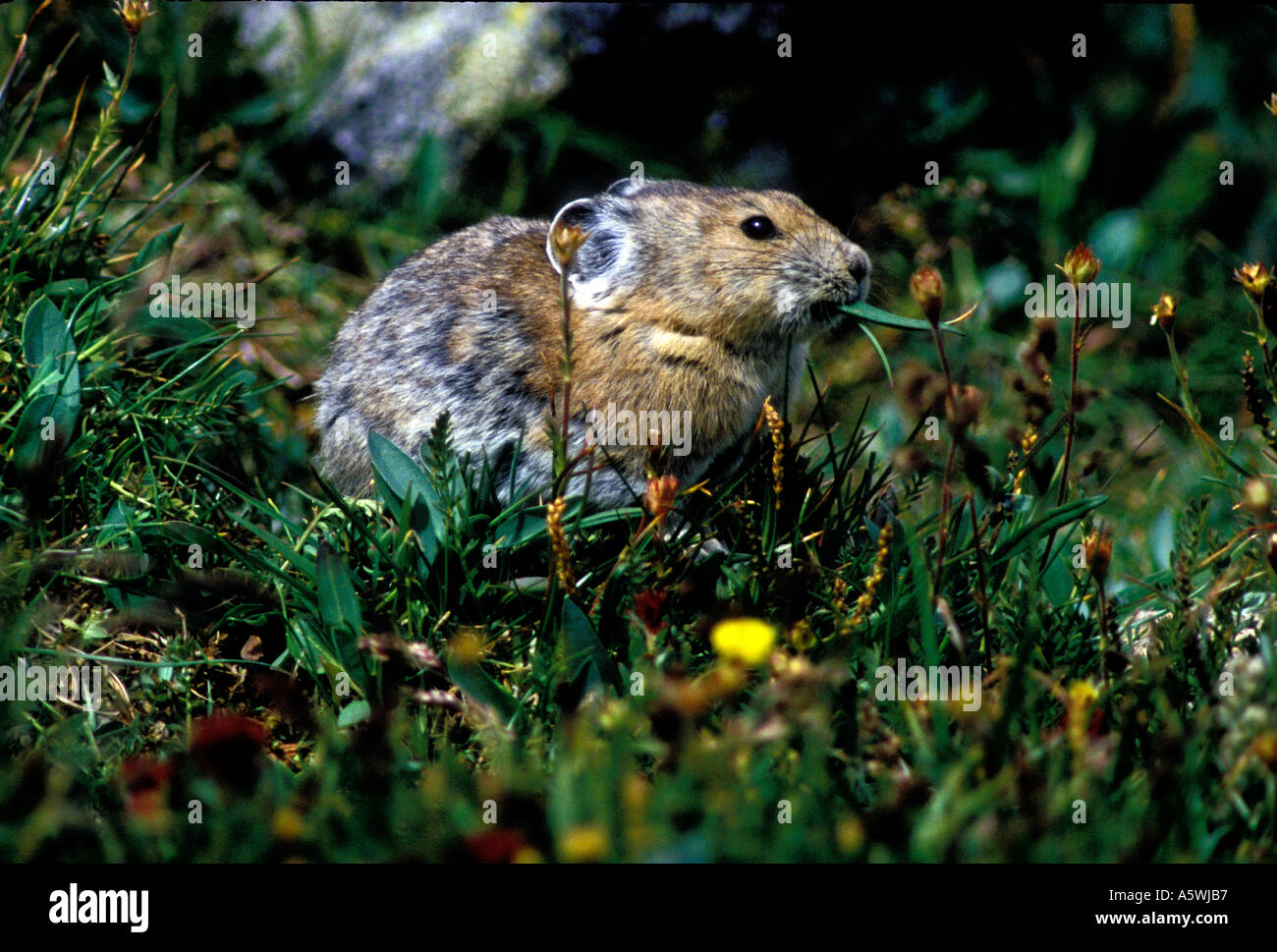 Pika feeding hi-res stock photography and images - Alamy