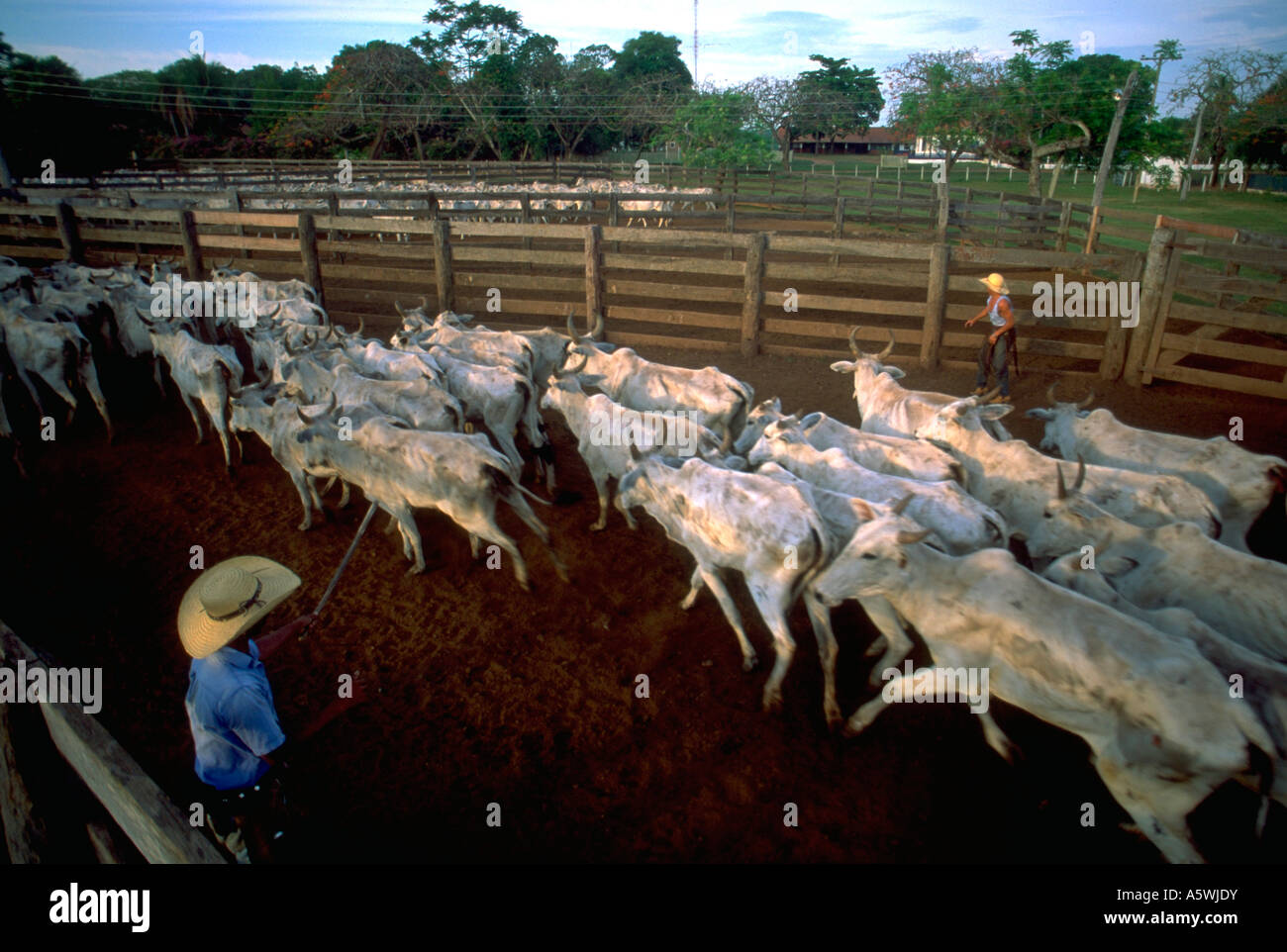Pantanal cows hi-res stock photography and images - Alamy