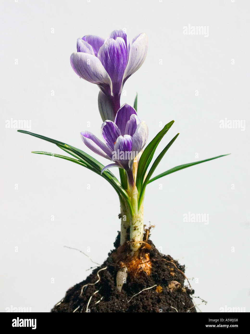 Crocus flowers growing in soil shot against a white background Stock ...