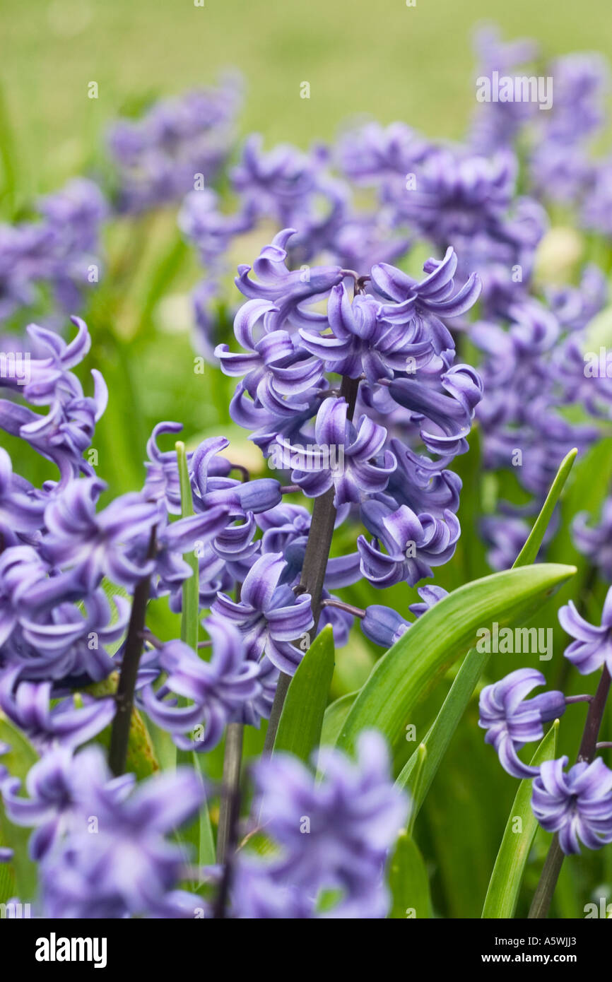 Mass of hyacinths hi-res stock photography and images - Alamy
