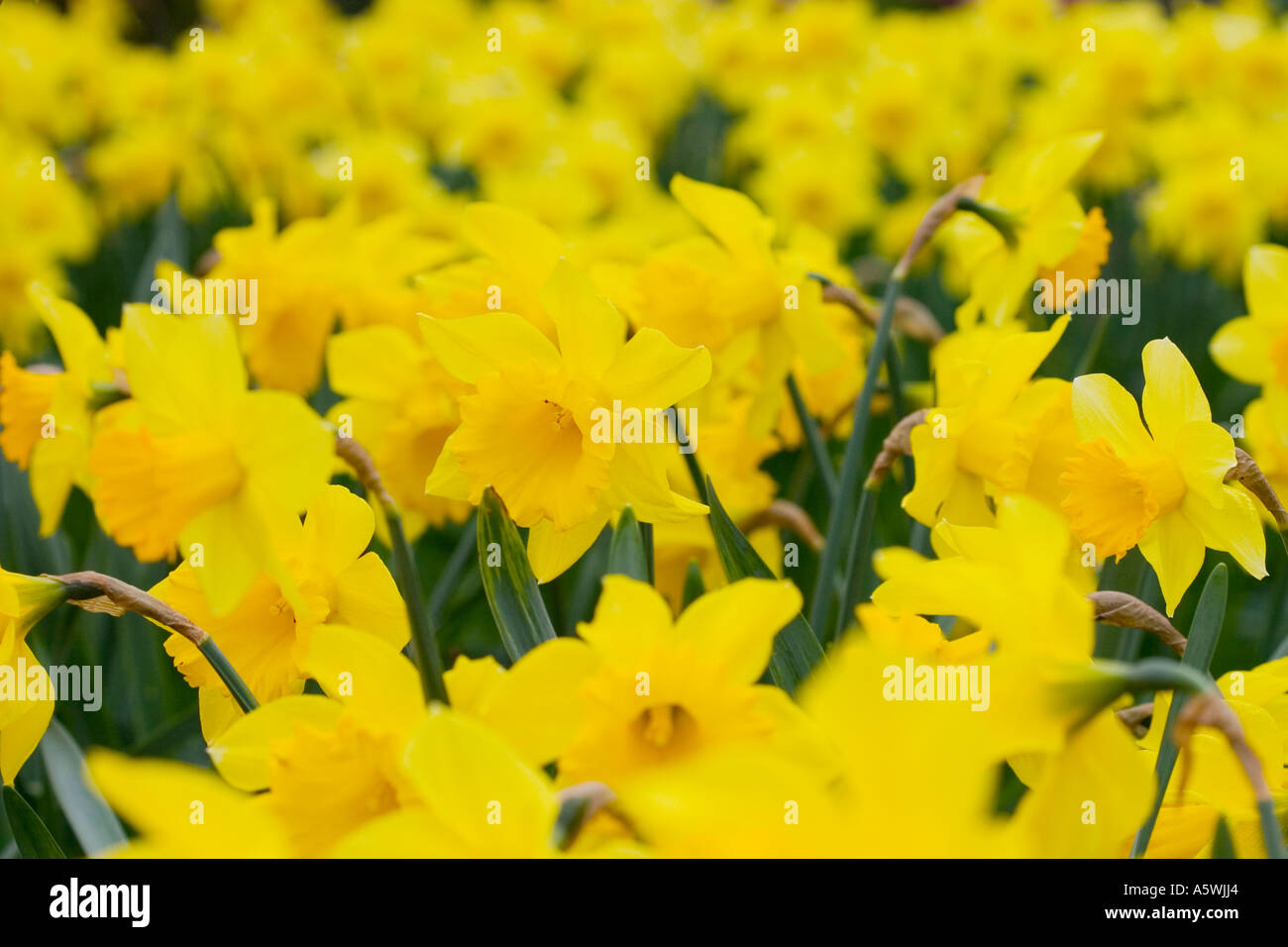 Bleed Group High Resolution Stock Photography and Images - Alamy