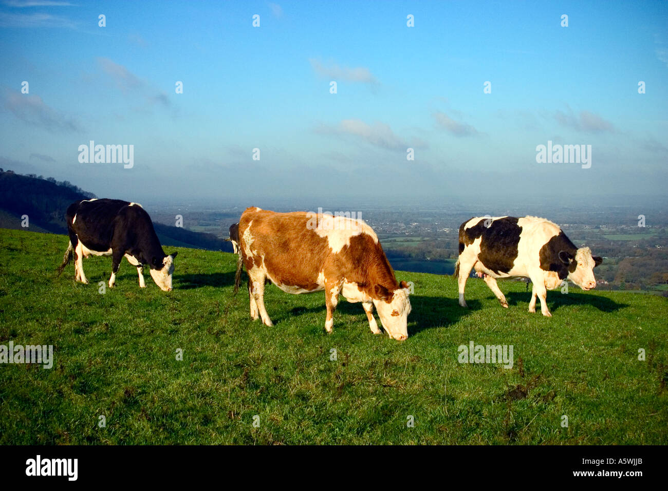 Scenic view cows grazing hi-res stock photography and images - Alamy