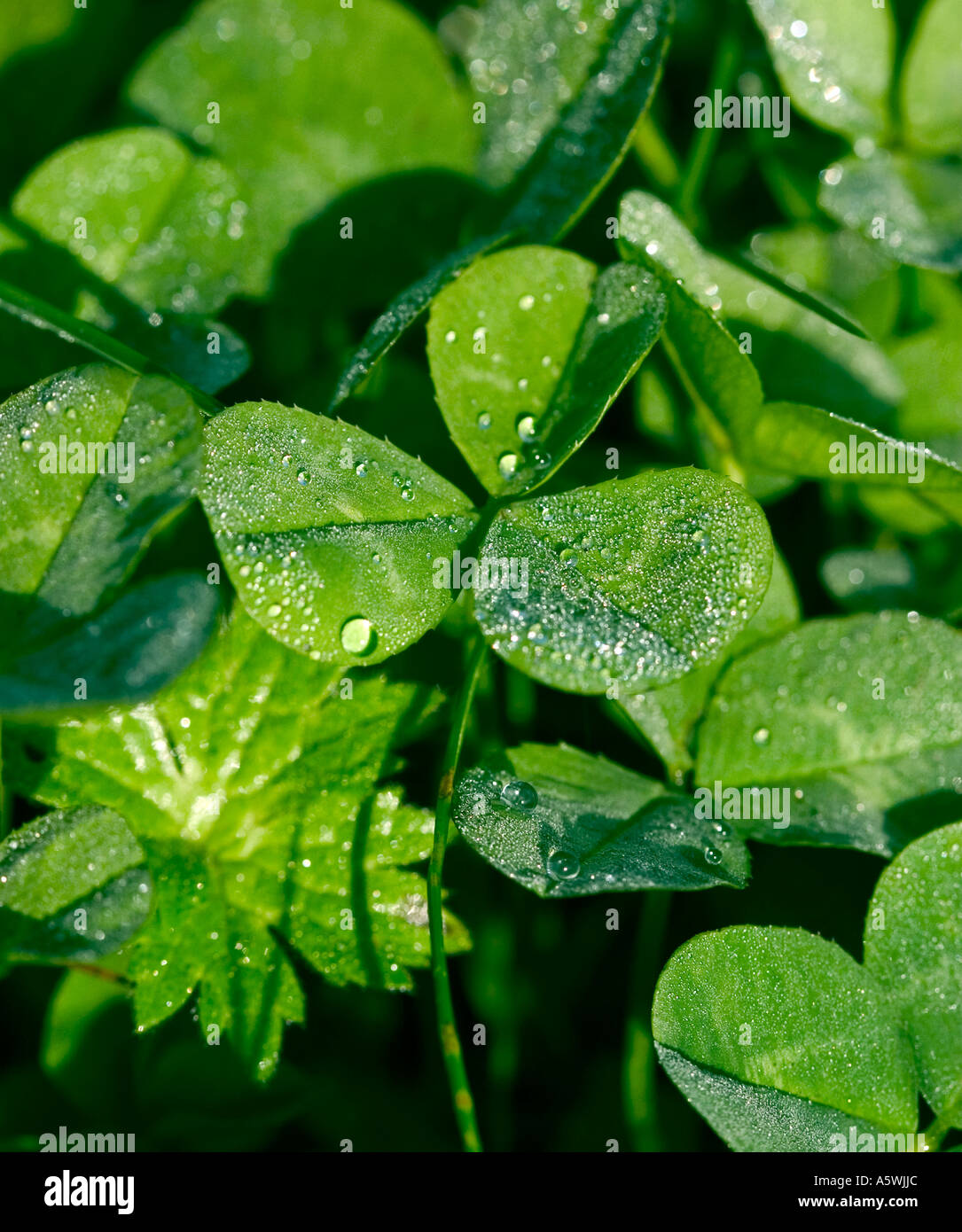 COMMON NAME: Clover LATIN NAME: Trifolium Stock Photo - Alamy
