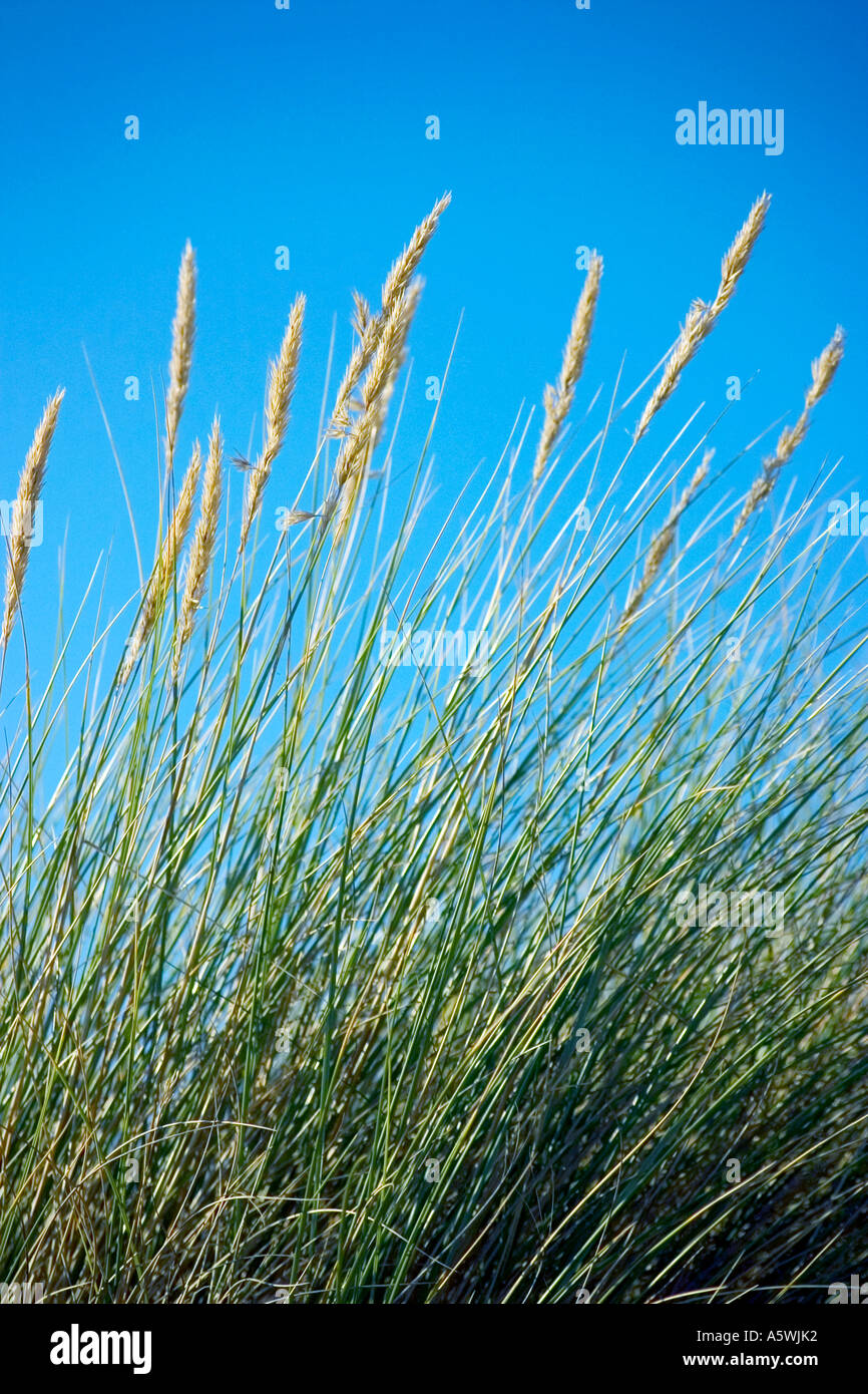 Tall ornamental grasses with sky background Stock Photo - Alamy