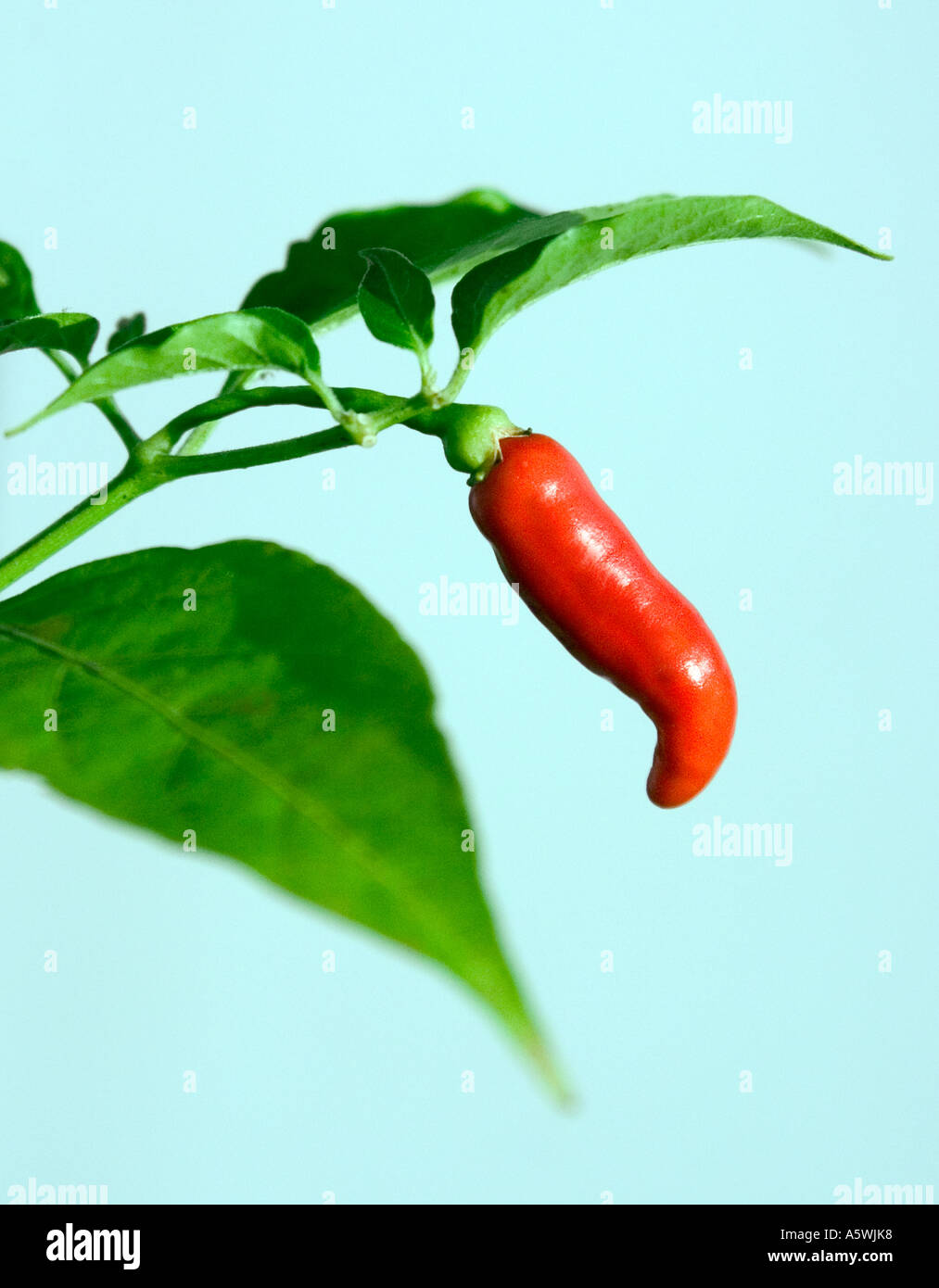 Close up shot of a red firecracker chilli pepper plant with fruit shot ...