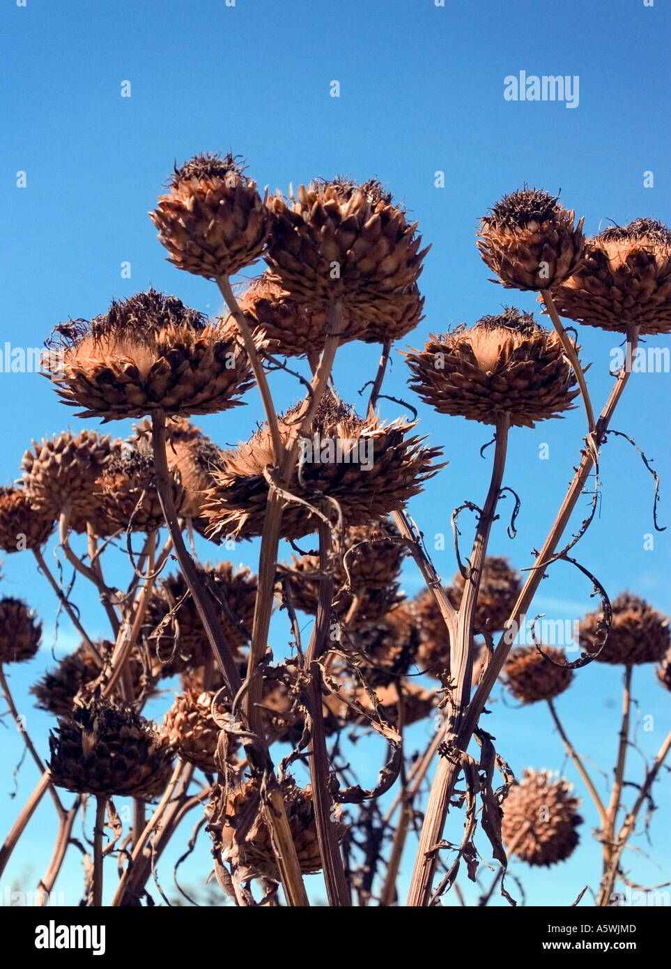 Blue seed pods hi-res stock photography and images - Alamy