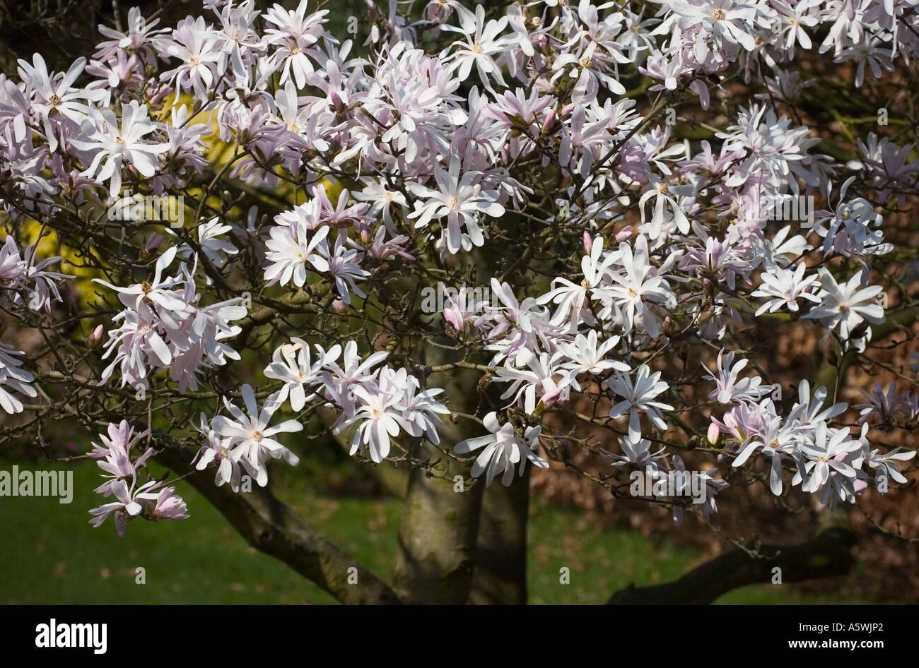 Magnolia tree covered in blossom shot in spring Stock Photo - Alamy