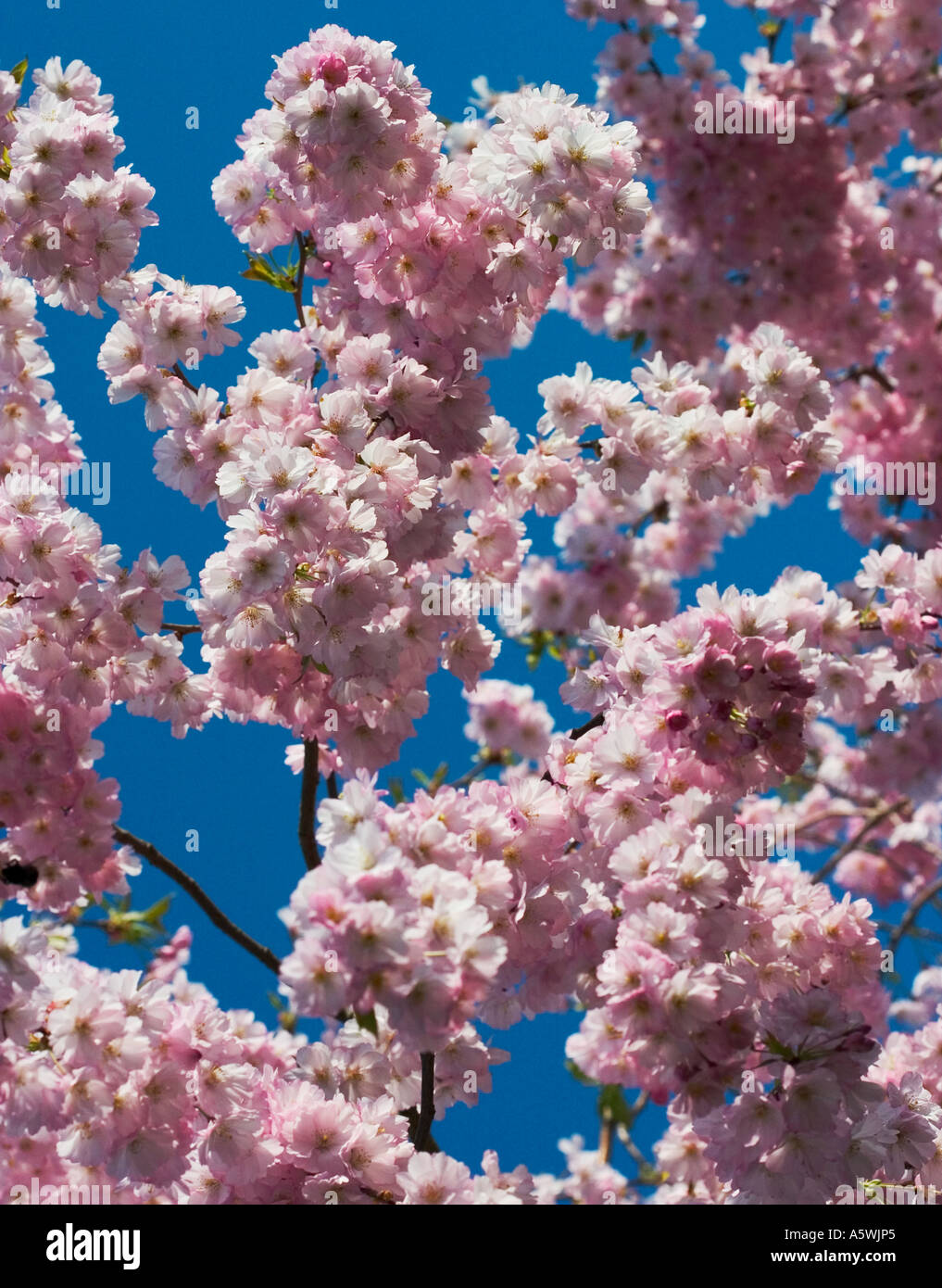Cherry blossom in full bloom shot against a bright blue sky background ...