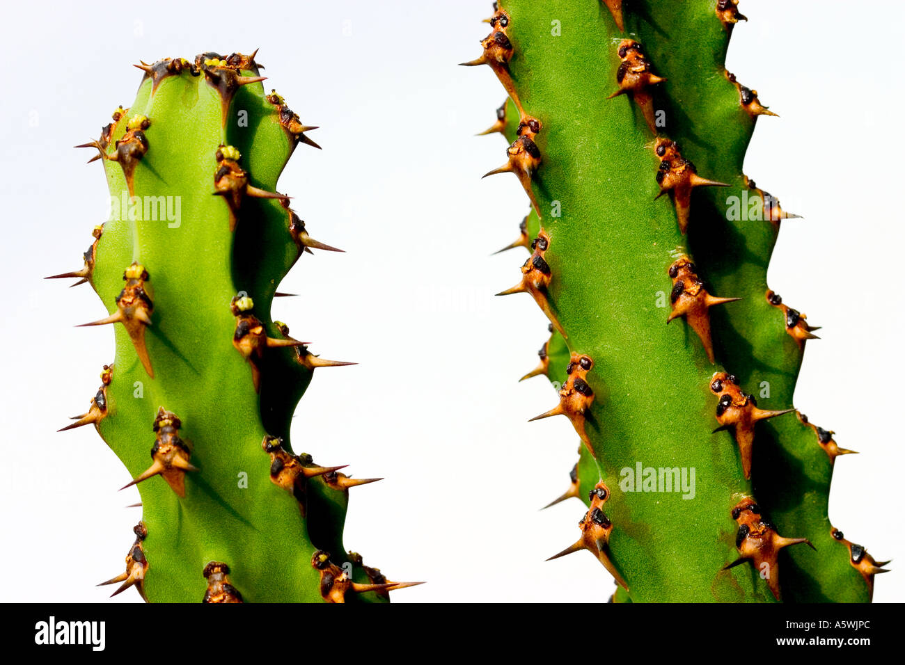 Cactus shot against white background Stock Photo - Alamy