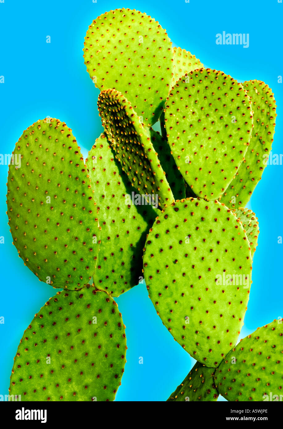 Bright green cactus shot against bright blue background Stock Photo - Alamy