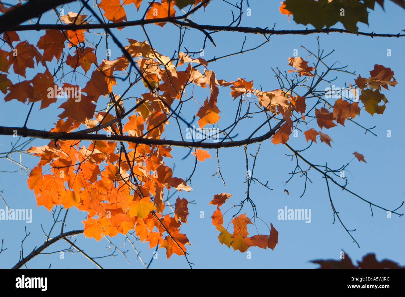 Orange fall leaves Stock Photo - Alamy