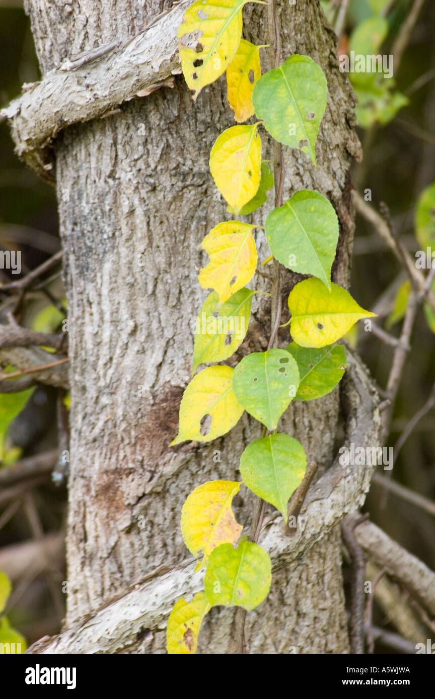 Vines on tree trunk Stock Photo - Alamy