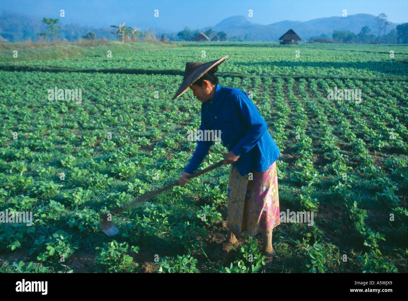 Hoeing hi-res stock photography and images - Alamy