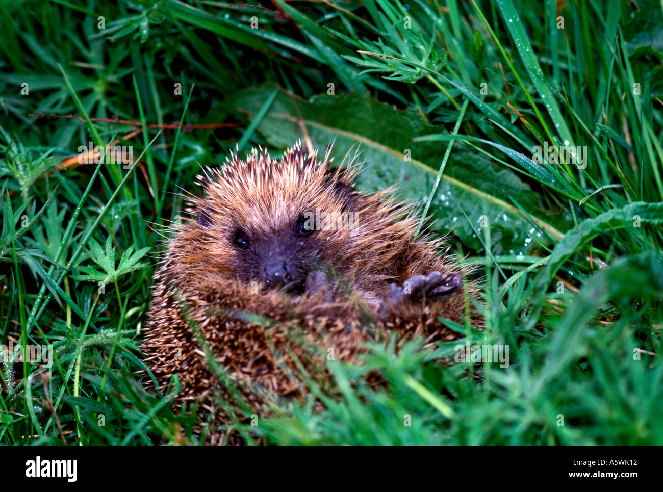 Hedgehog rolled into ball hi-res stock photography and images - Alamy