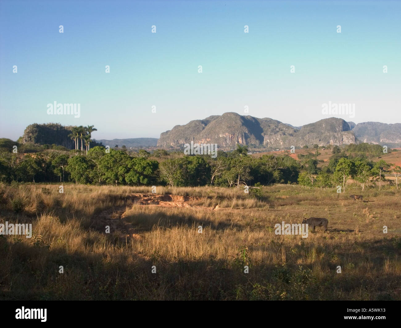 cuba western cuba landscape with mogotes and oxen Stock Photo - Alamy