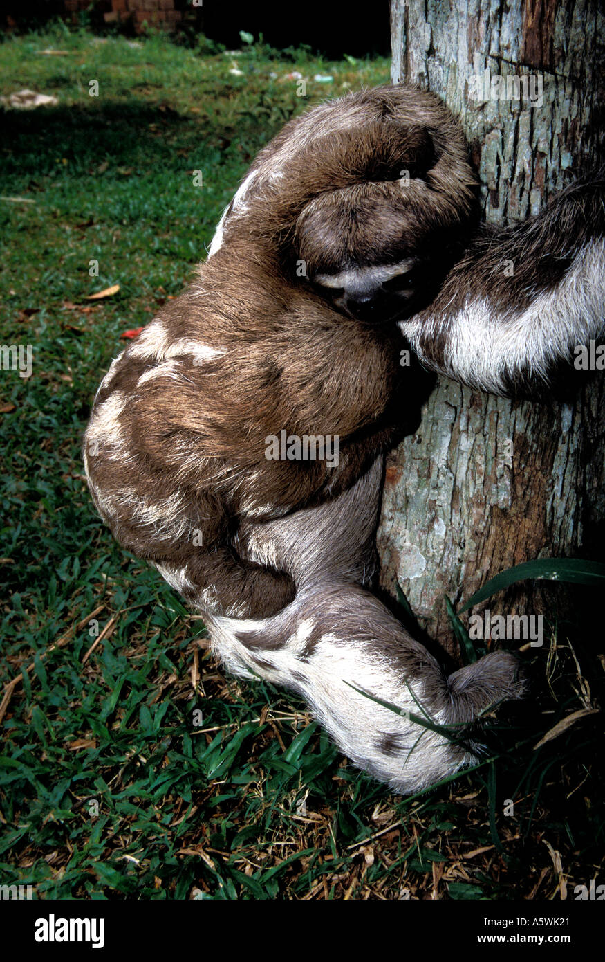 Baby three toed sloth hi-res stock photography and images - Alamy