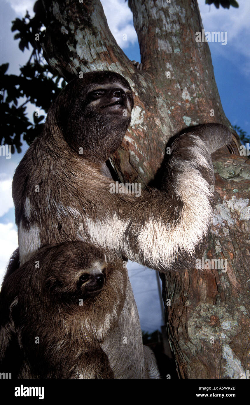 M-337 THREE TOED SLOTH MOTHER BABY Stock Photo - Alamy