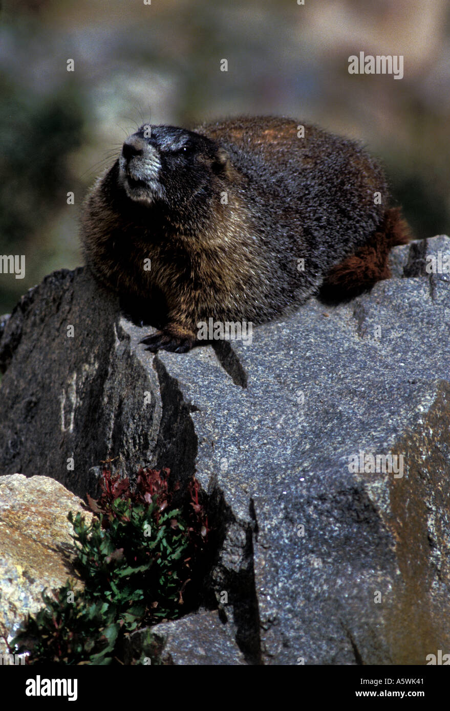 M-4 MARMOT ON ROCK Stock Photo - Alamy