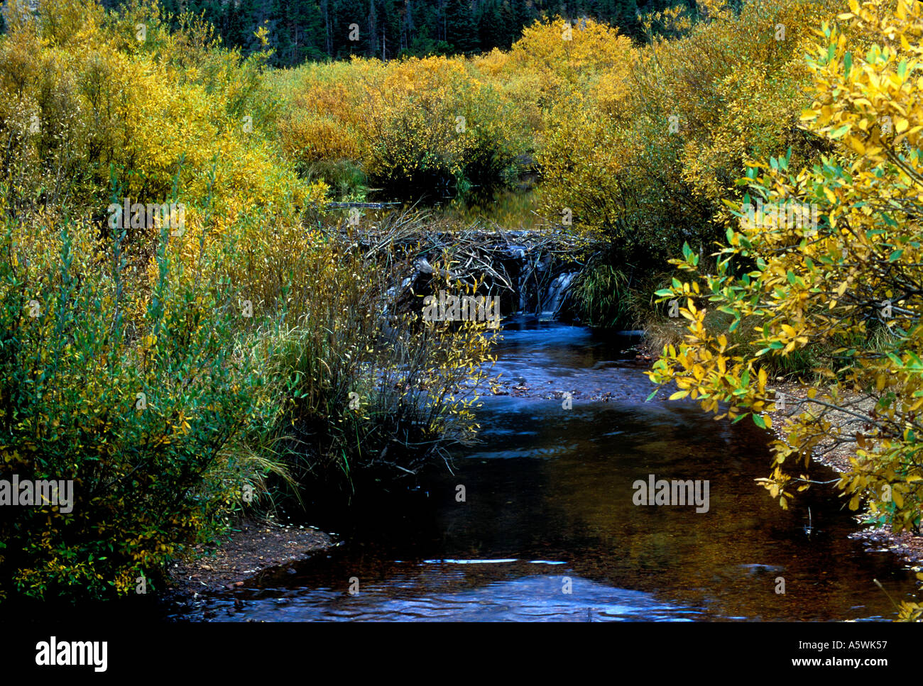 MB2-19 FALL WILLOW BEAVER DAM Stock Photo - Alamy