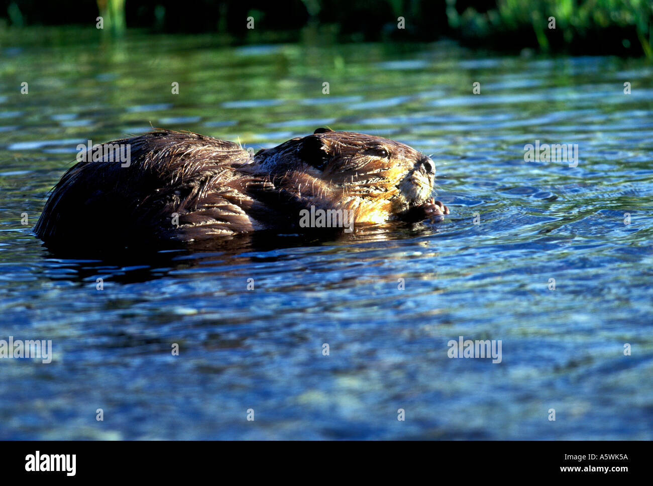 MB2-33 BEAVER FEEDING IN SNAKE RIVER Stock Photo - Alamy