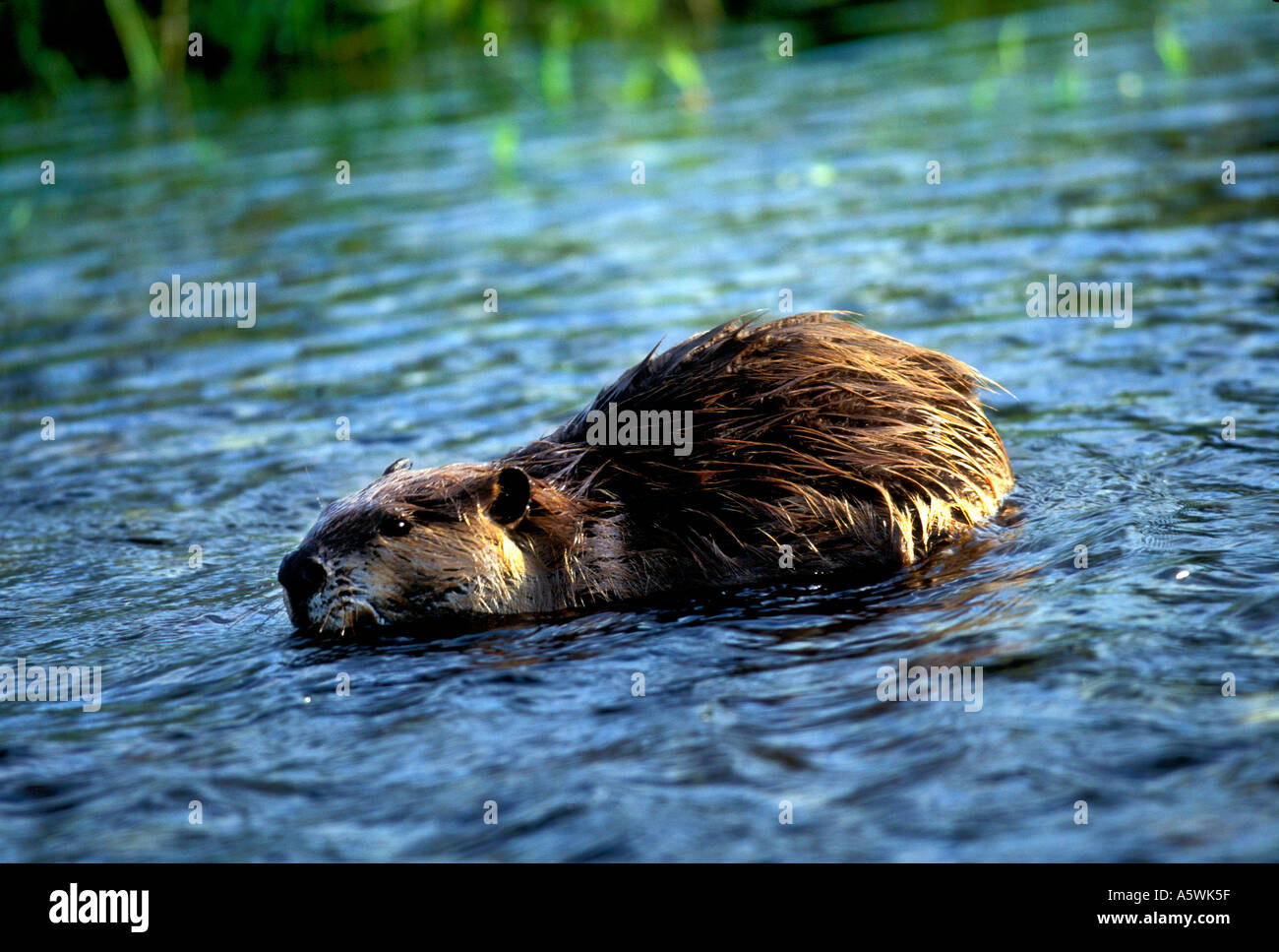 Snake river beaver hi-res stock photography and images - Alamy