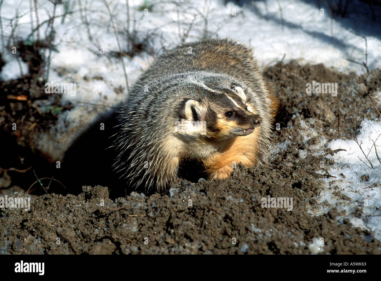 Angry badger hi-res stock photography and images - Alamy