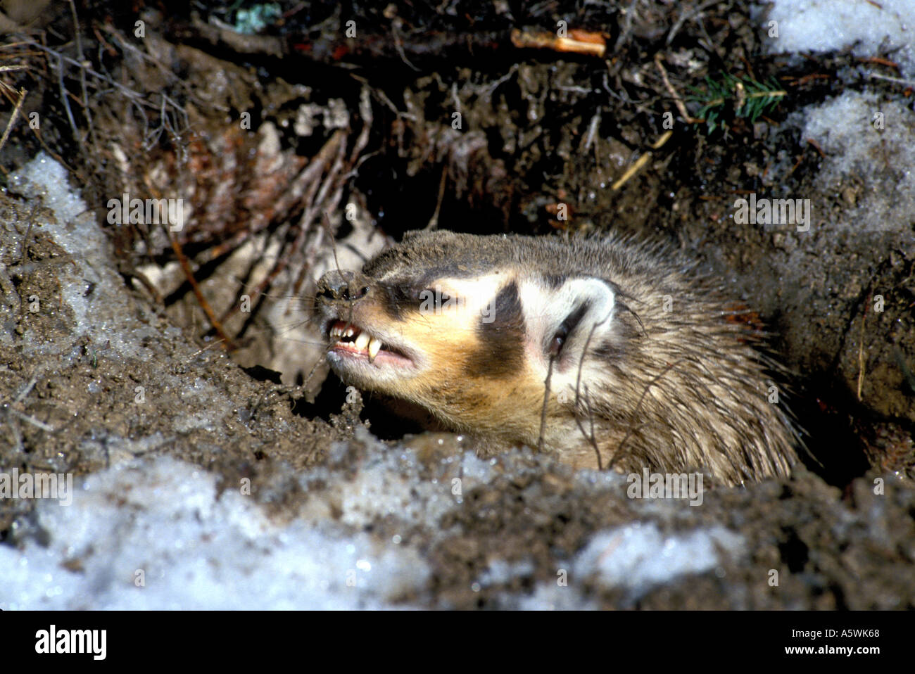 Angry badger hi-res stock photography and images - Alamy