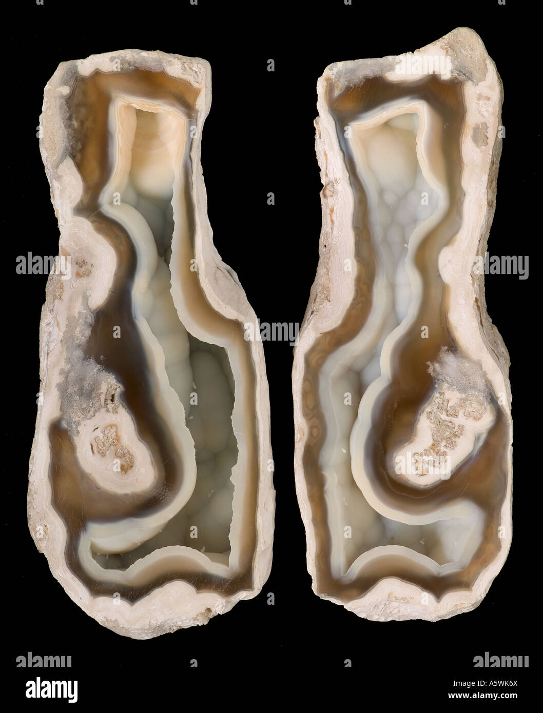Agate coral hi-res stock photography and images - Alamy
