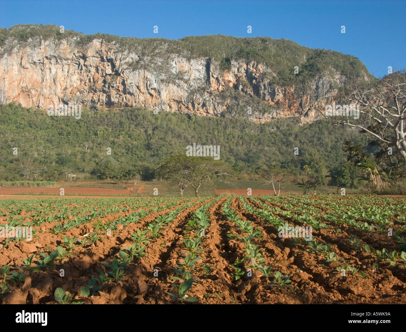Cuban tobacco farmland hi-res stock photography and images - Alamy