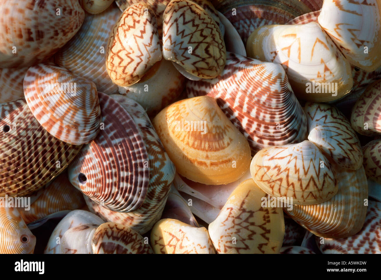 Mussel shells Stock Photo - Alamy