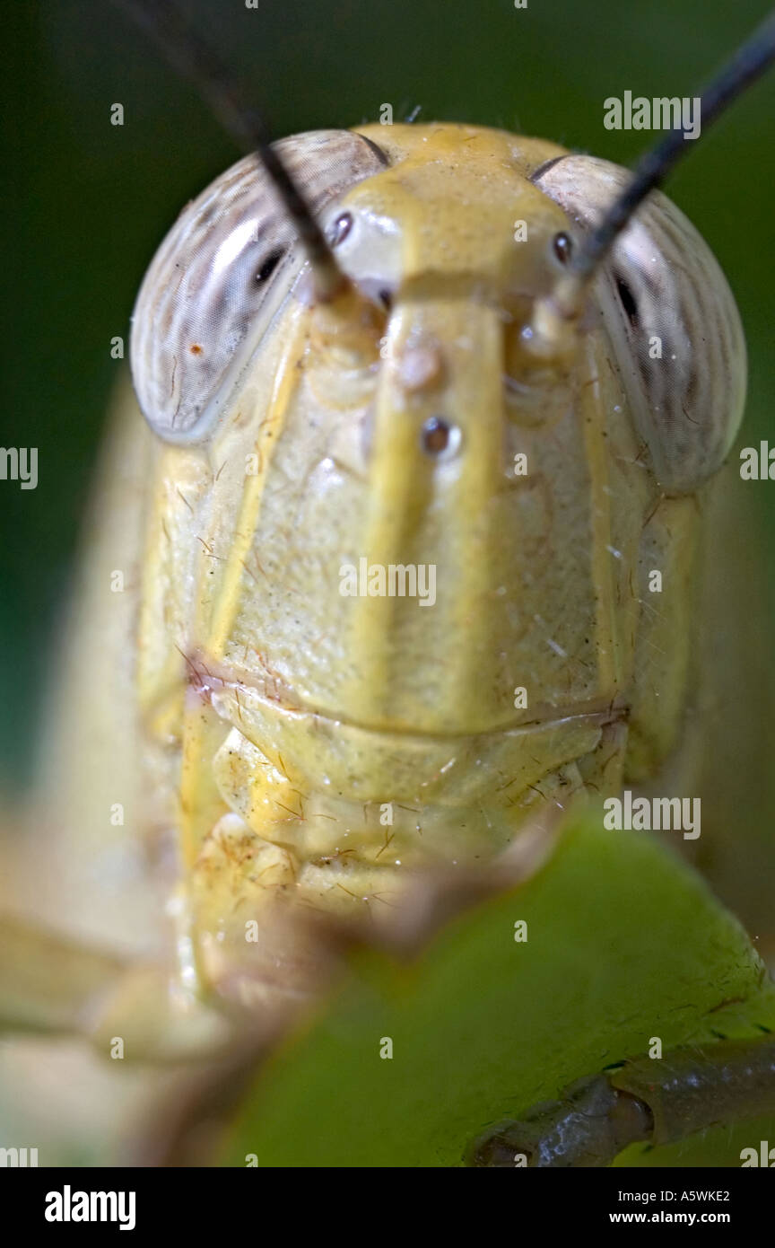 Extreme close up portrait of locust holding leaf Stock Photo - Alamy