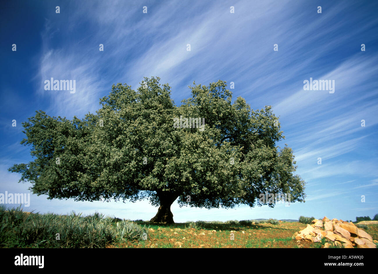 Old oak tree Stock Photo - Alamy