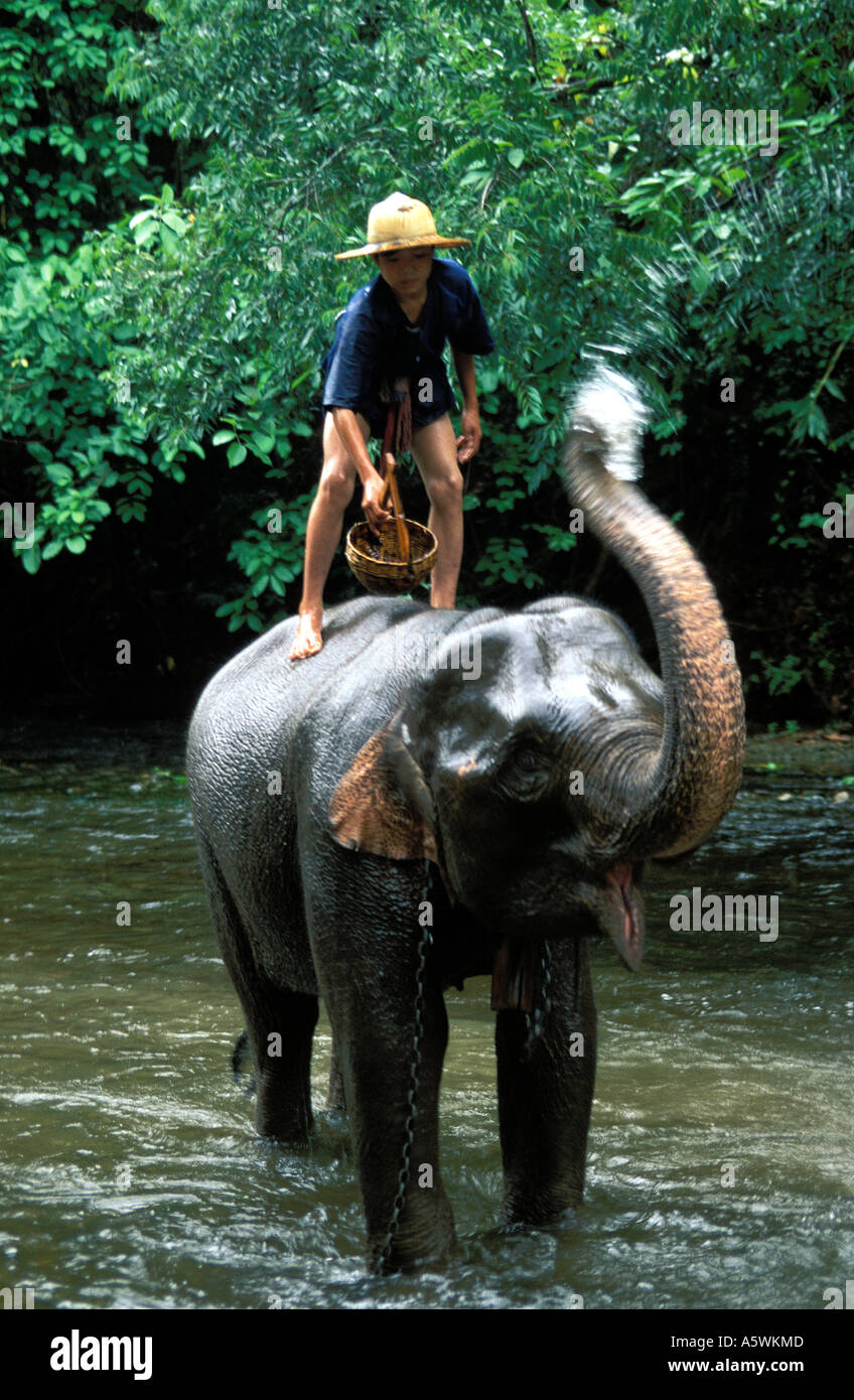 Elephant training camp in the North of Thailand Stock Photo - Alamy