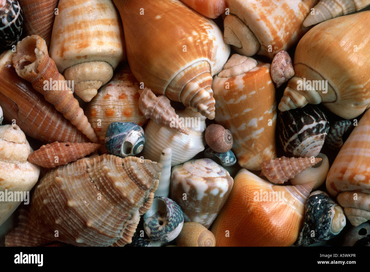 Snail shell Stock Photo - Alamy