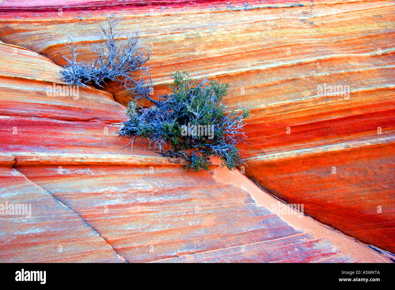 rock detail, coyote buttes north, arizona Stock Photo - Alamy