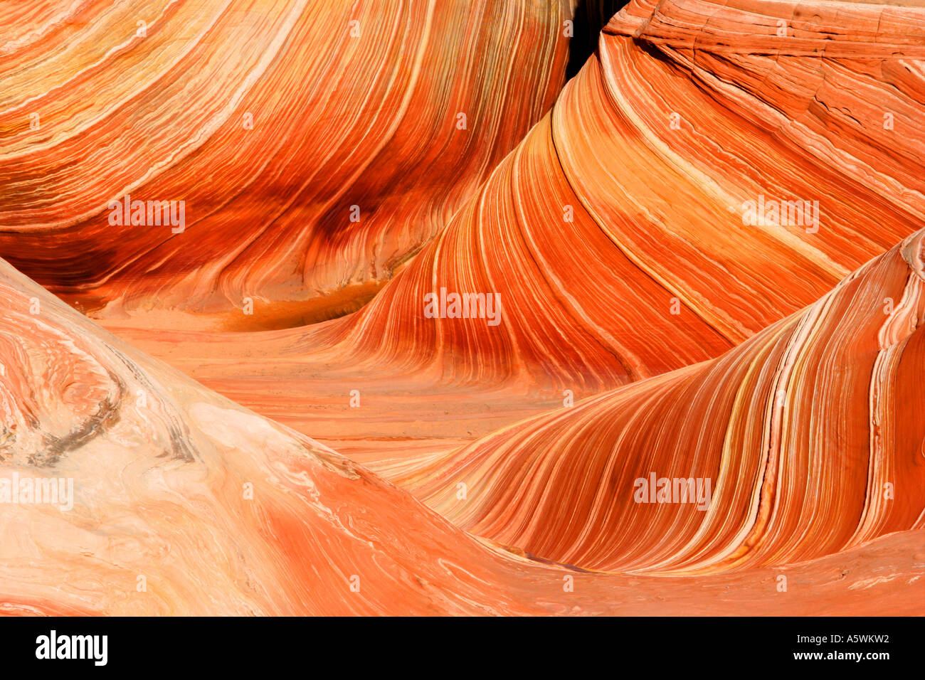 the wave, coyote buttes north, arizona Stock Photo - Alamy