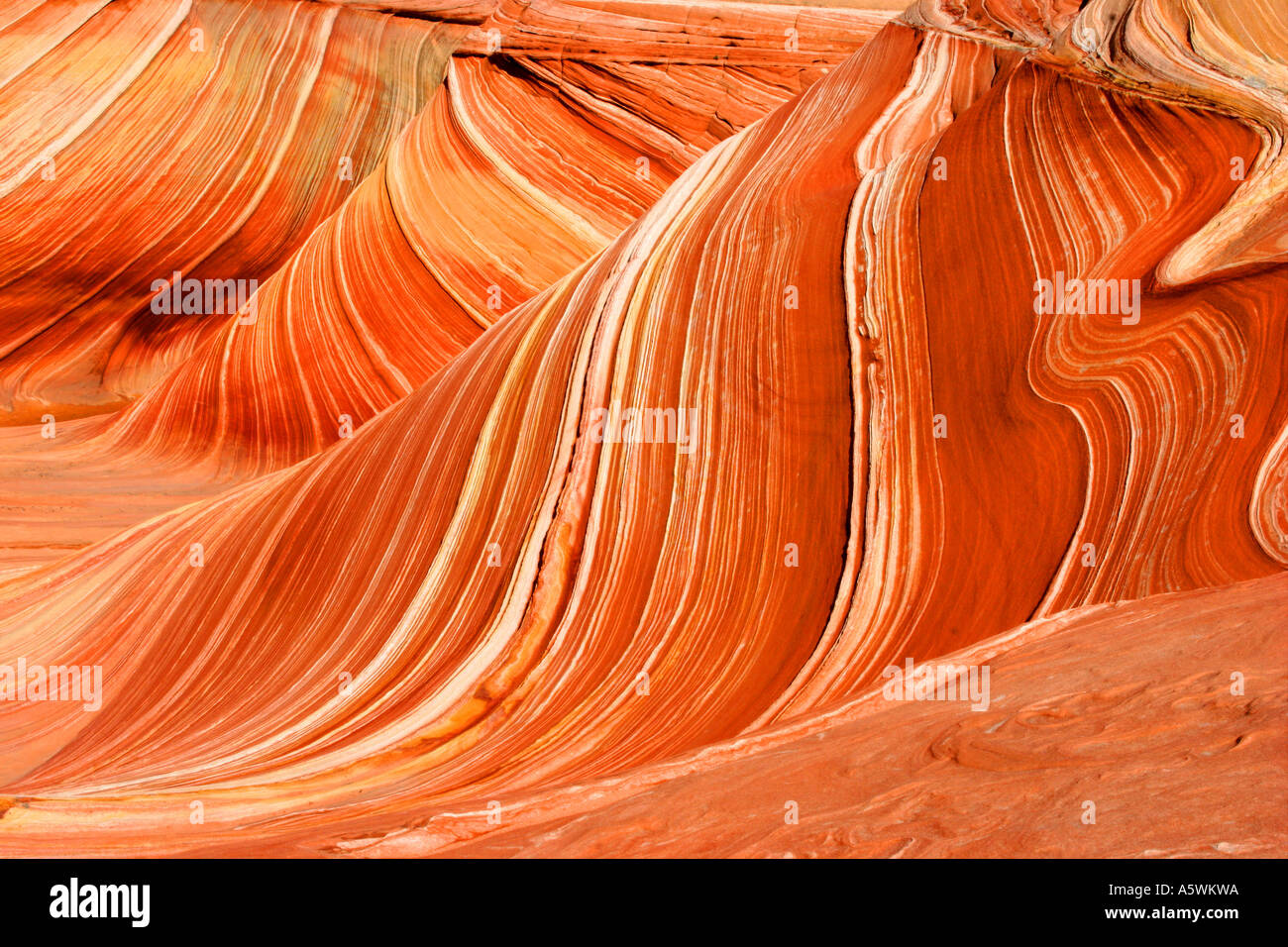 the wave, coyote buttes north, arizona Stock Photo - Alamy