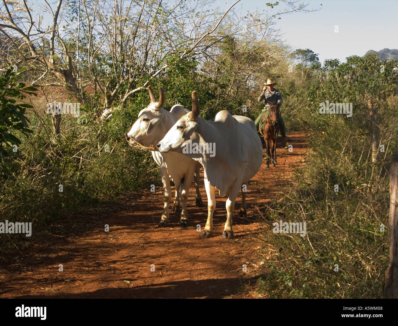 Driving oxen hi-res stock photography and images - Alamy