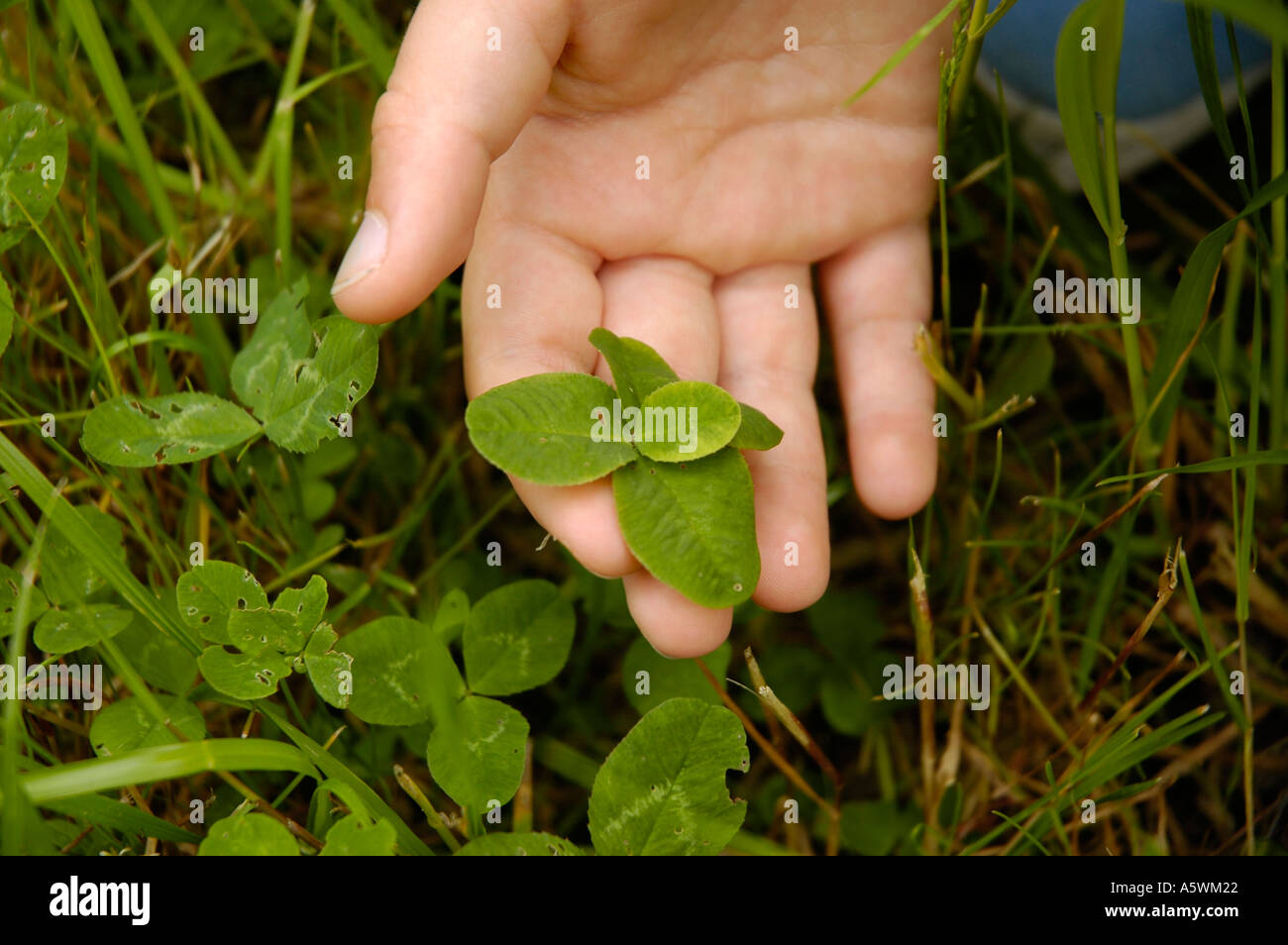 child finds four leaf clover Stock Photo - Alamy