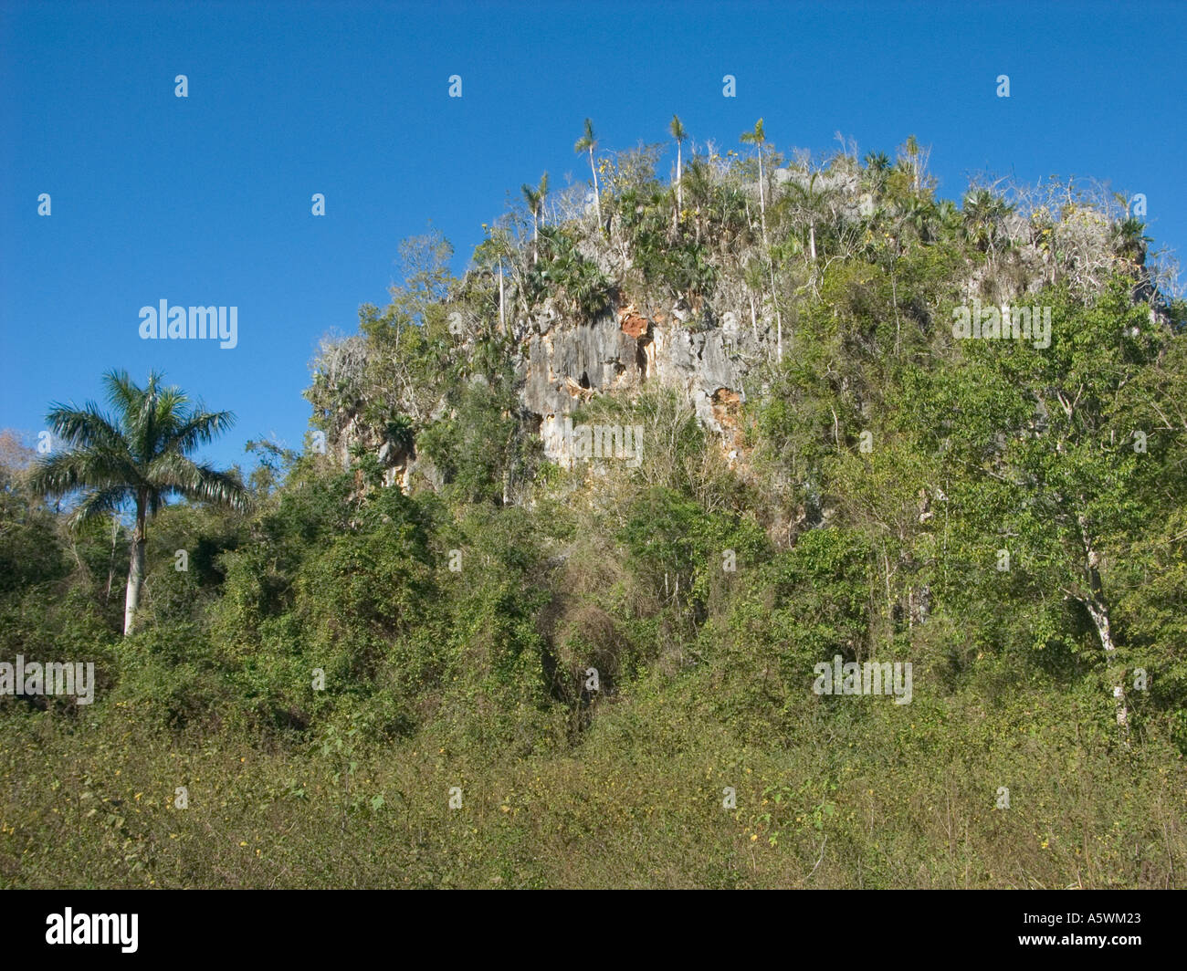 cuba a mogote in western cuba Stock Photo - Alamy