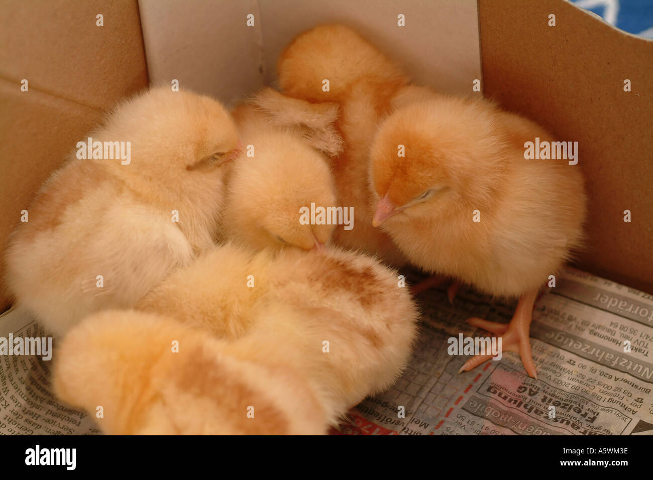 chicken 1 day old Stock Photo - Alamy