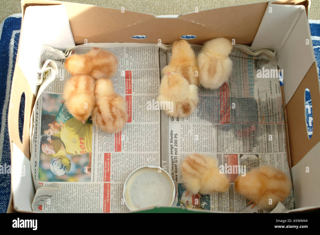 chicken 1 day old Stock Photo - Alamy