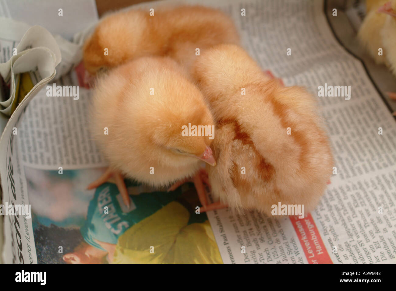 chicken 1 day old Stock Photo - Alamy