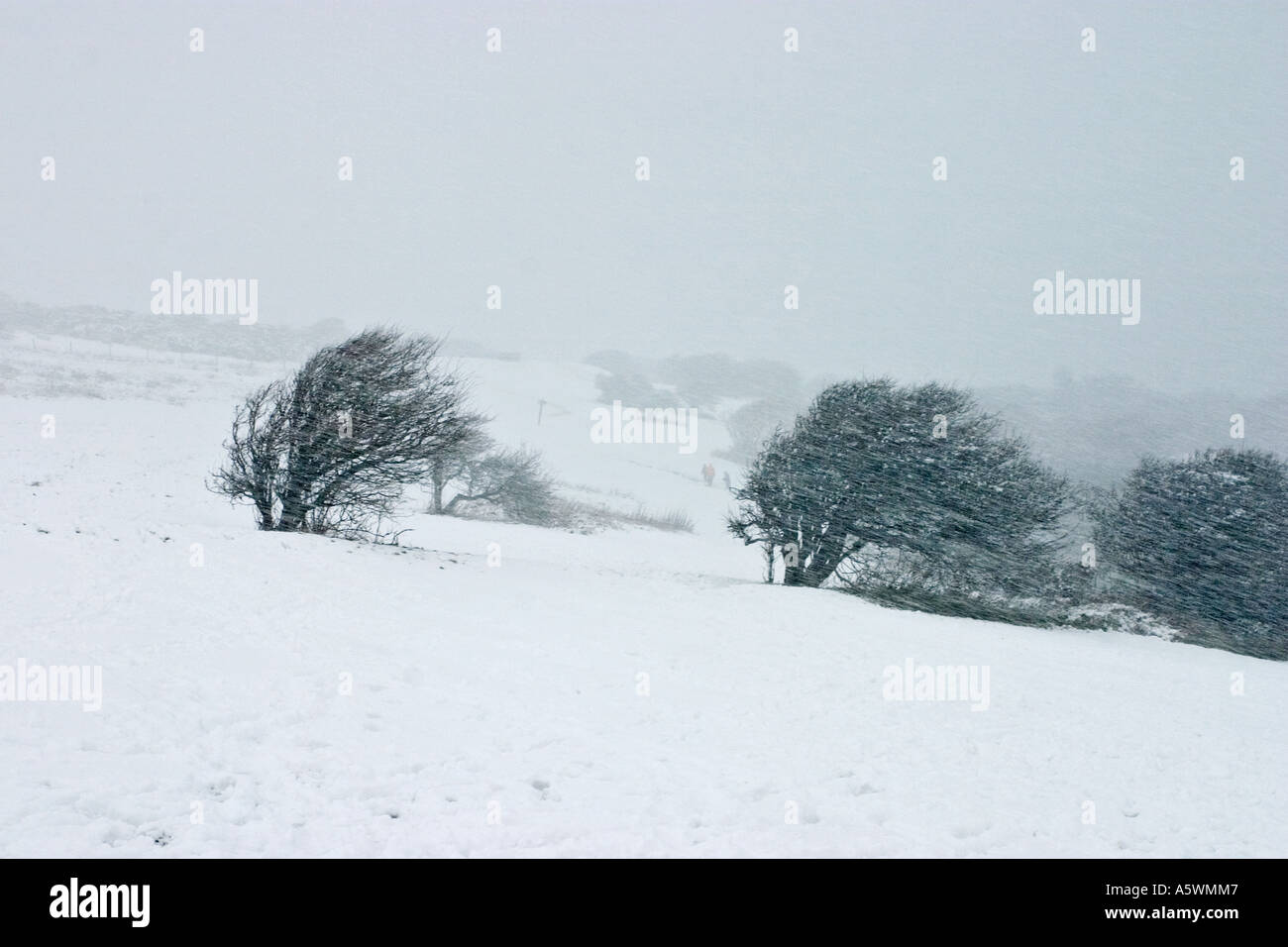 Wind swept trees shot during snow storm Stock Photo - Alamy